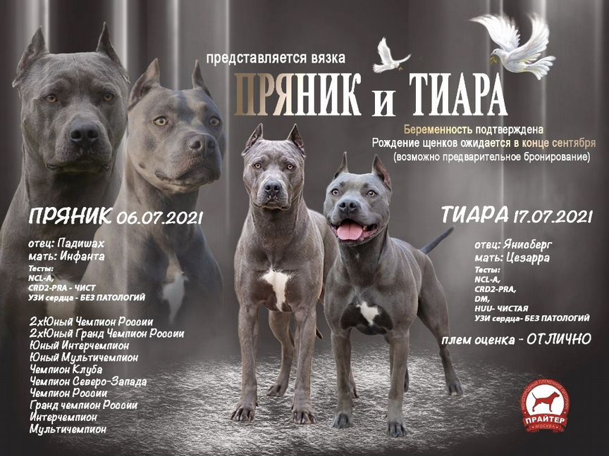 Щенки прайтера