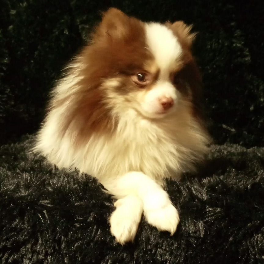 Шпиц мини мальчик