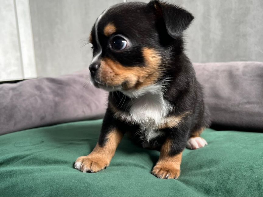 Щенки чихуахуа