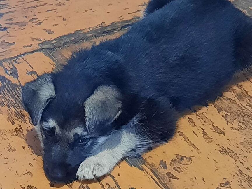 Восточноевропейская овчарка