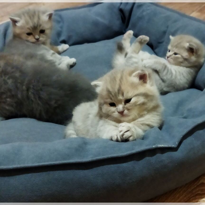 Продам котят