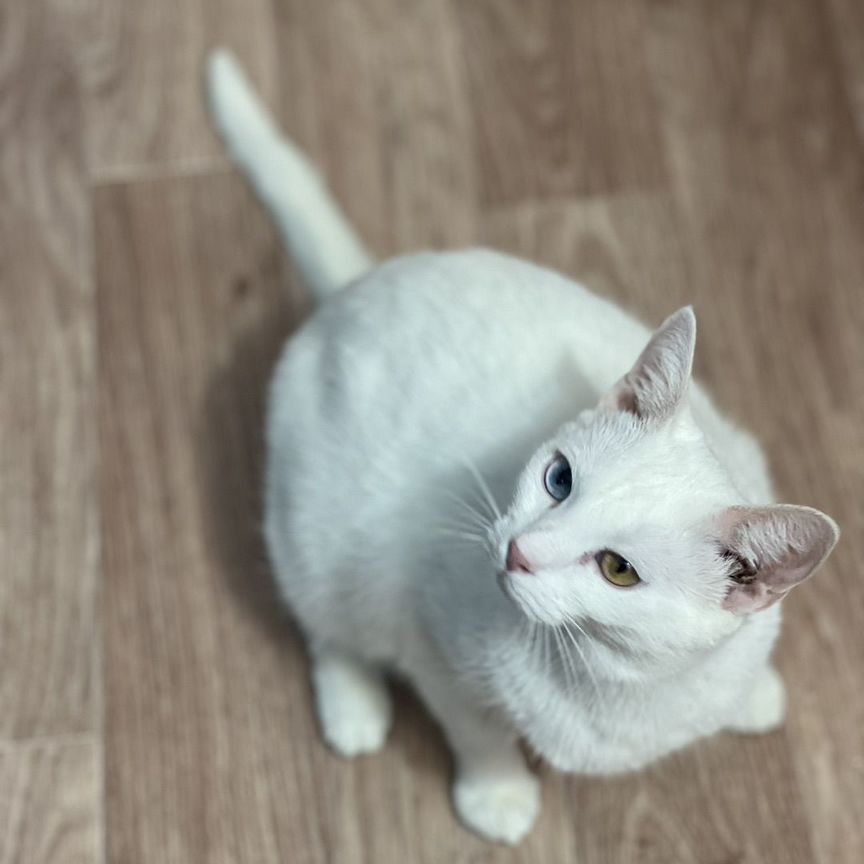 Кошечка ищет дом