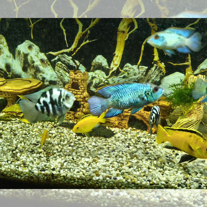 Малавийские цихлиды