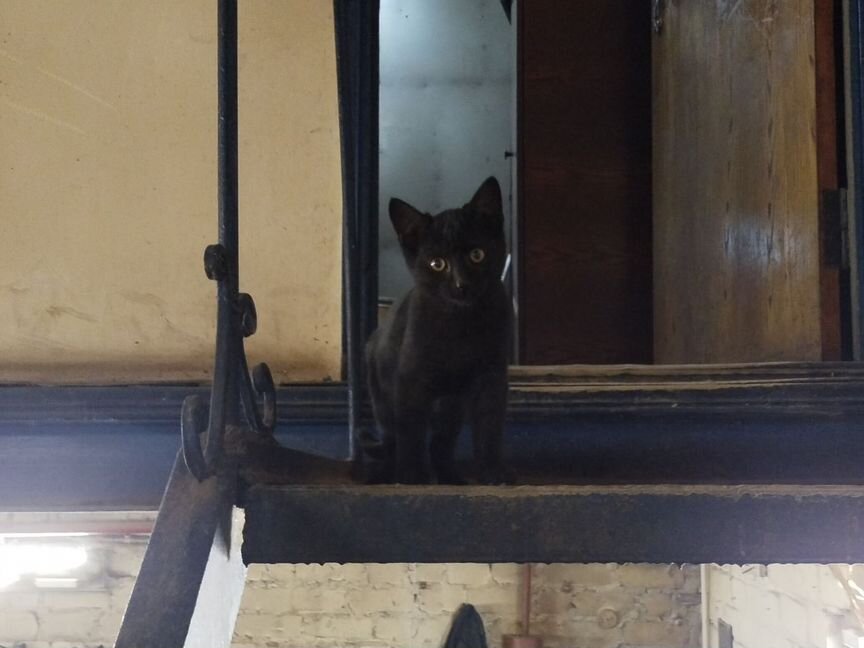 Замечательный котёнок ждёт своих родителей