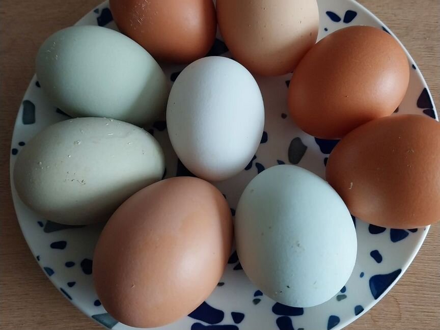 Яйцо куриное икубационное