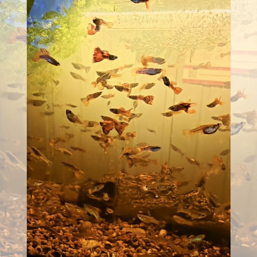 Рыбки гуппи