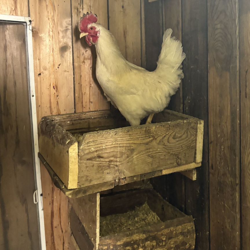 Куры петухи