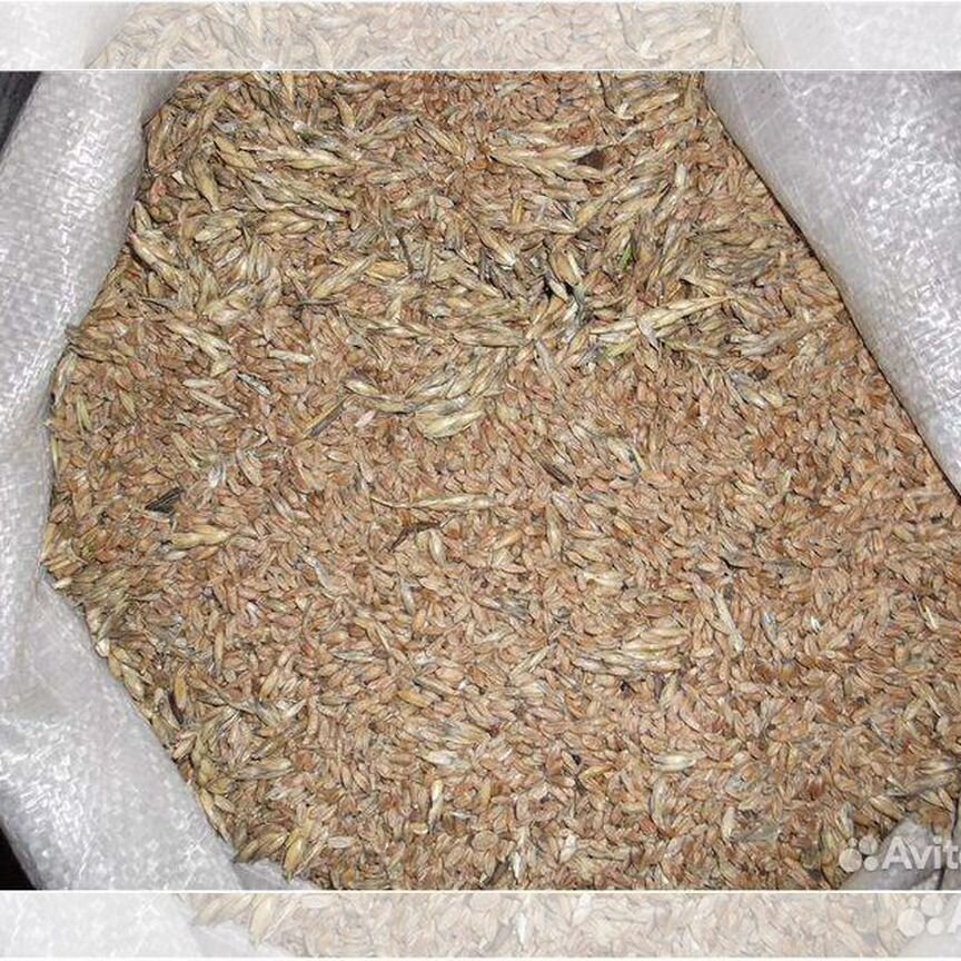 Зерно отходы пшеницы