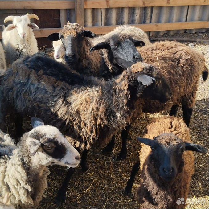 Продам овец