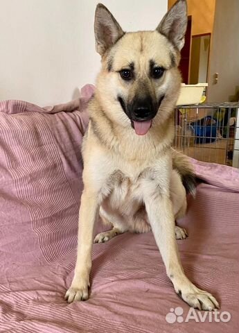 Шикарный пес Лис ищет семью