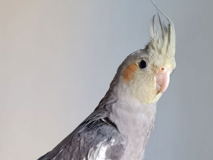 Попугай корелла птенцы 3 месяца