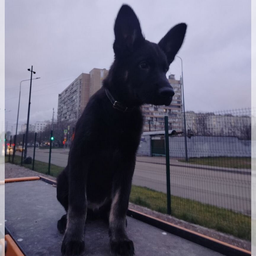 Немецкая овчарка, щенок