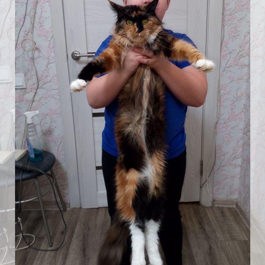 Мейн-кун котёнок