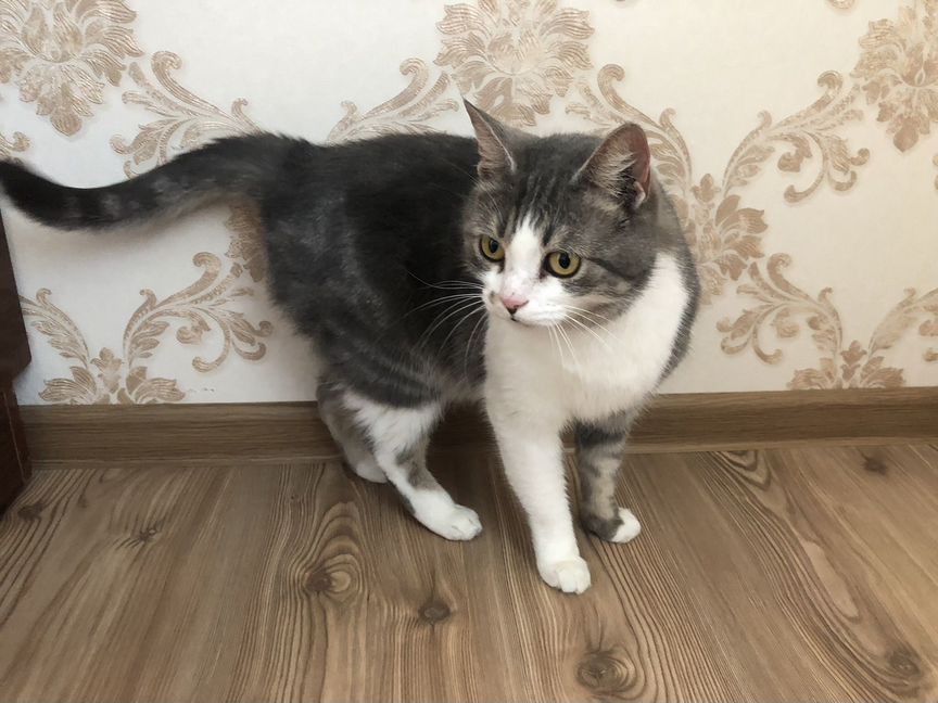 Кошечка в заботливые руки