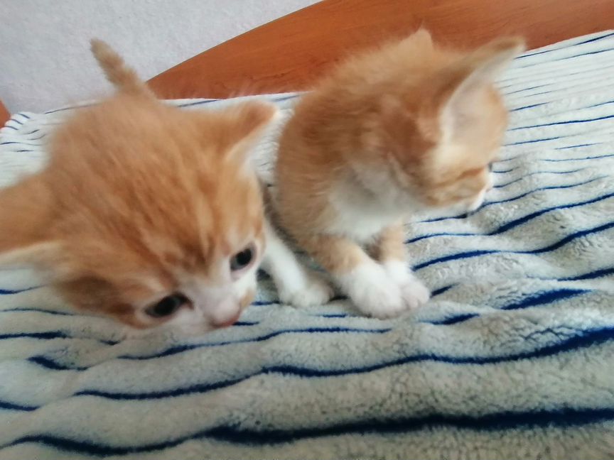Котята