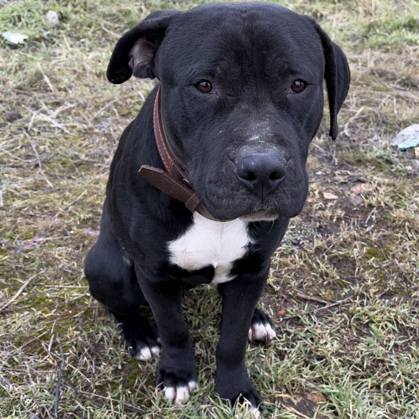 Американский питбультерьер, щенок