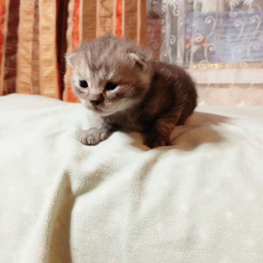 Шотландские котята