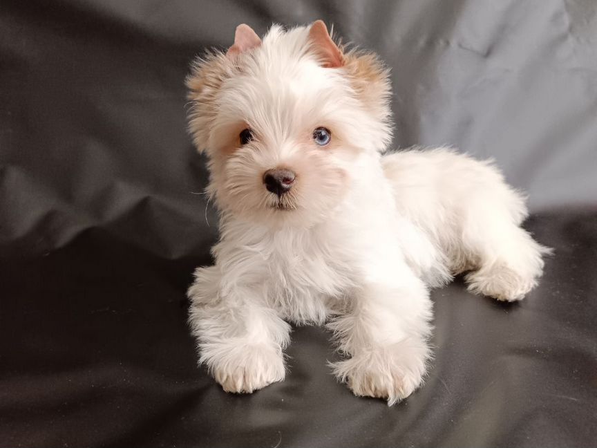 Бивер мальчик