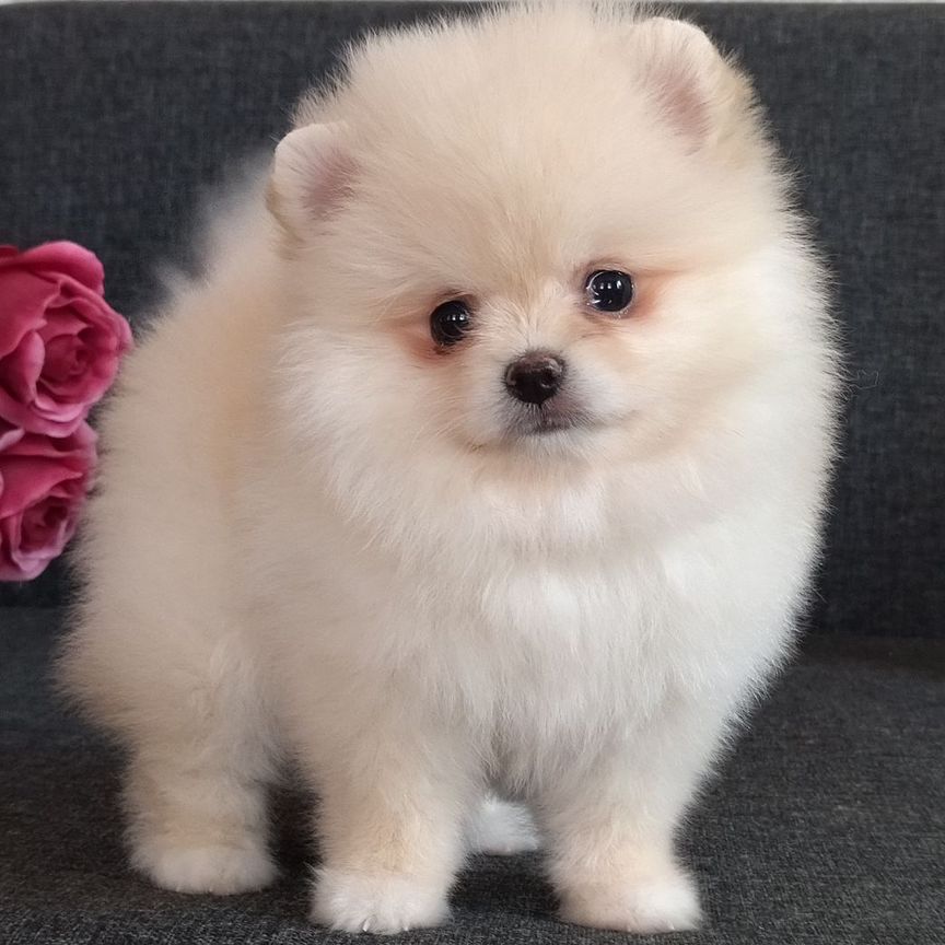 Помераночка девочка