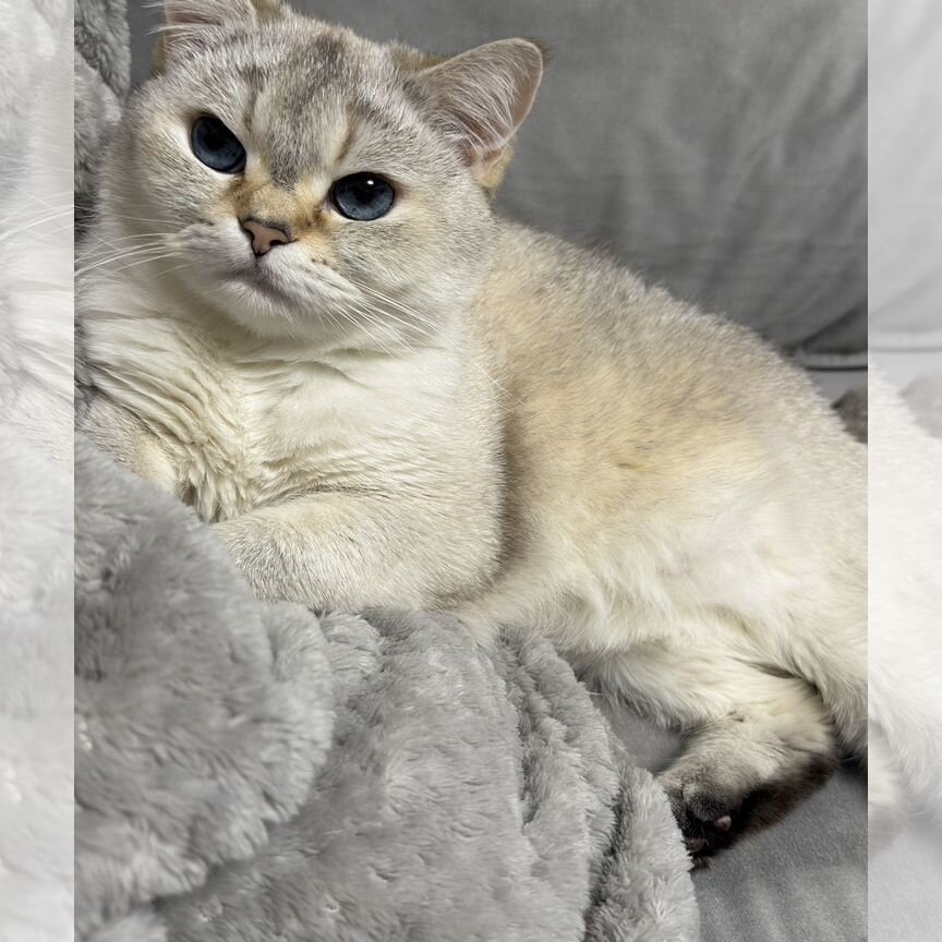 Шотландская прямоухая длинношёрстная, взрослая кошка