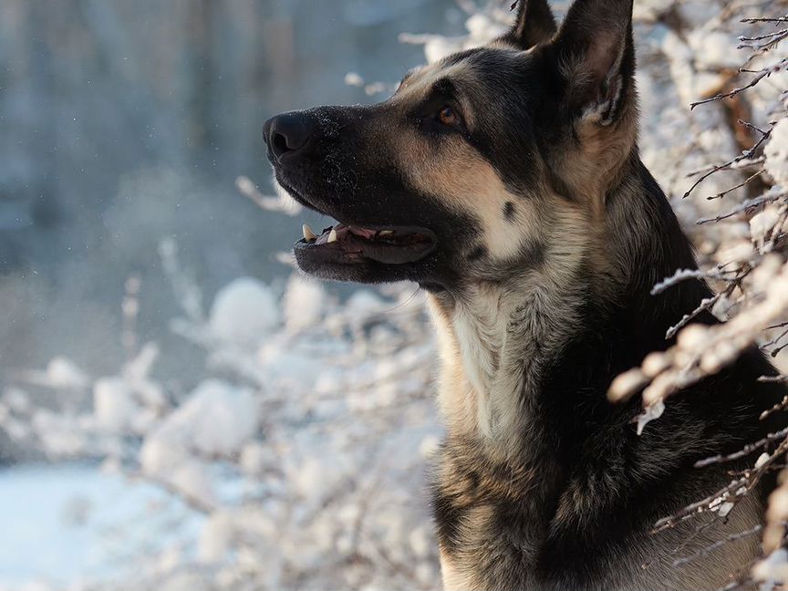 Вязка кобель вео