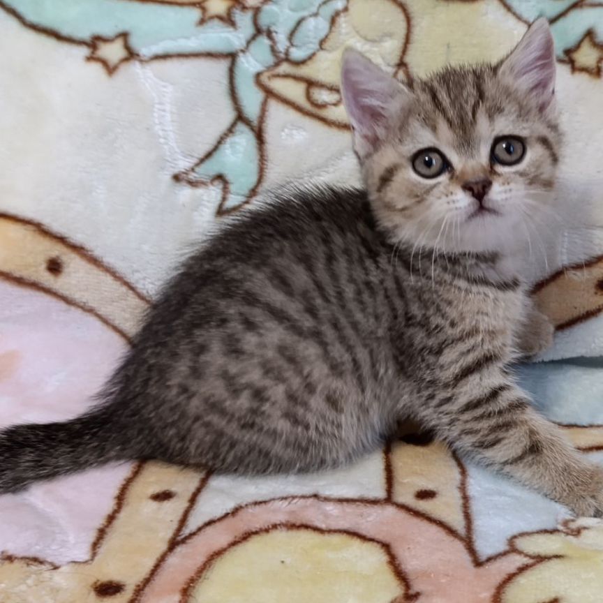 Британские котята