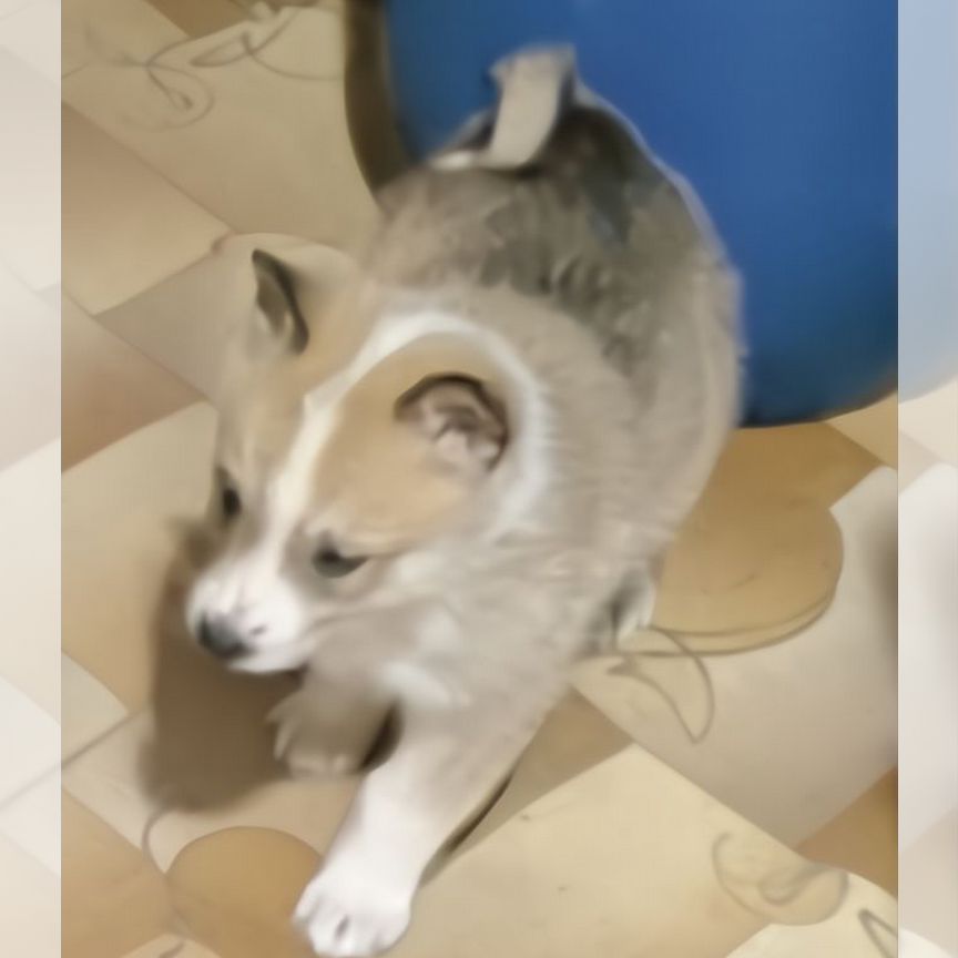 Западносибирская лайка, щенок