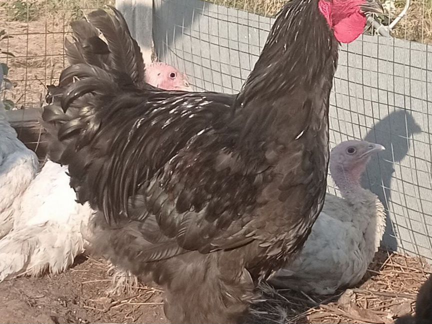 Петух кохинхин