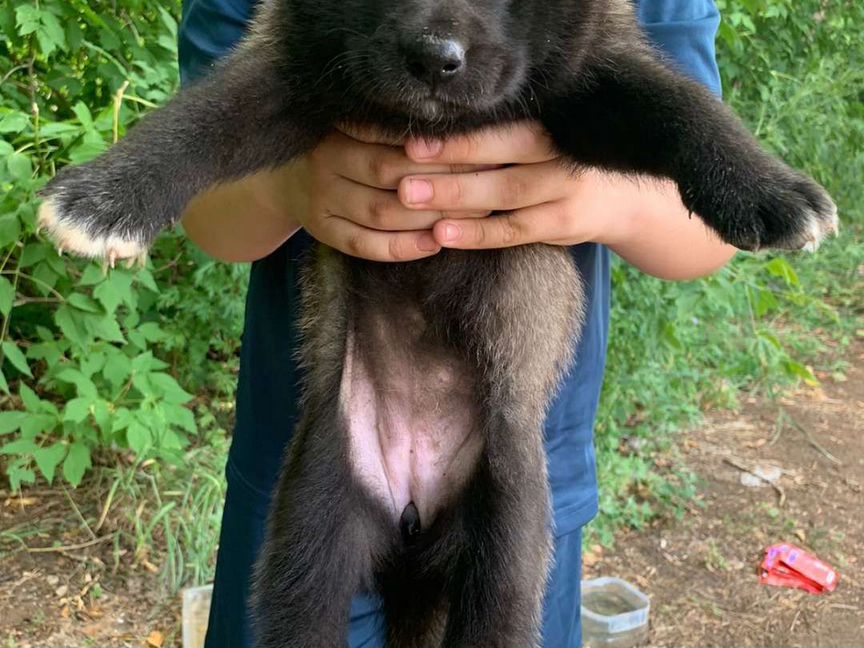 Щенки в добрые руки