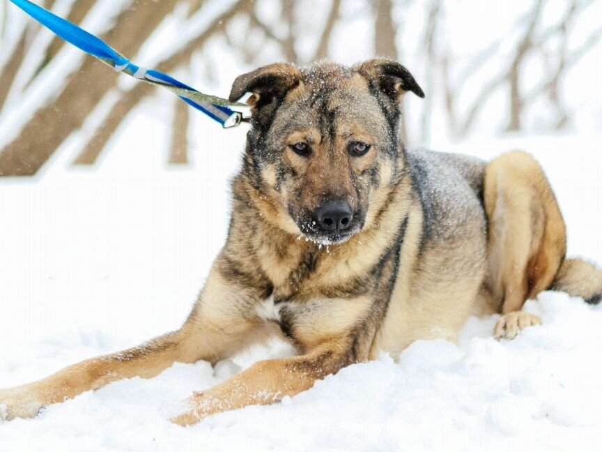 Тэдди, собака с грустными глазами в добрые руки
