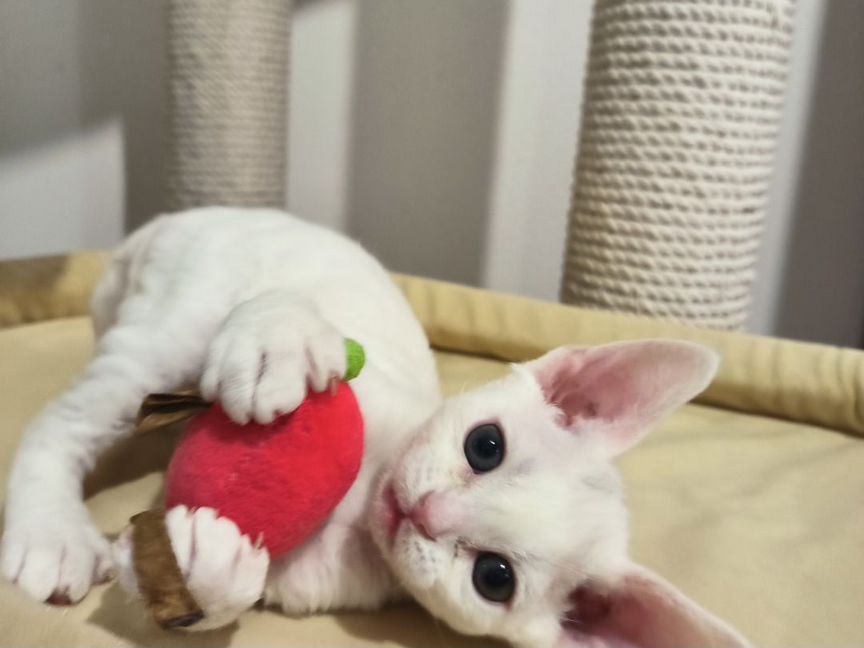 Котенок девон-рекс