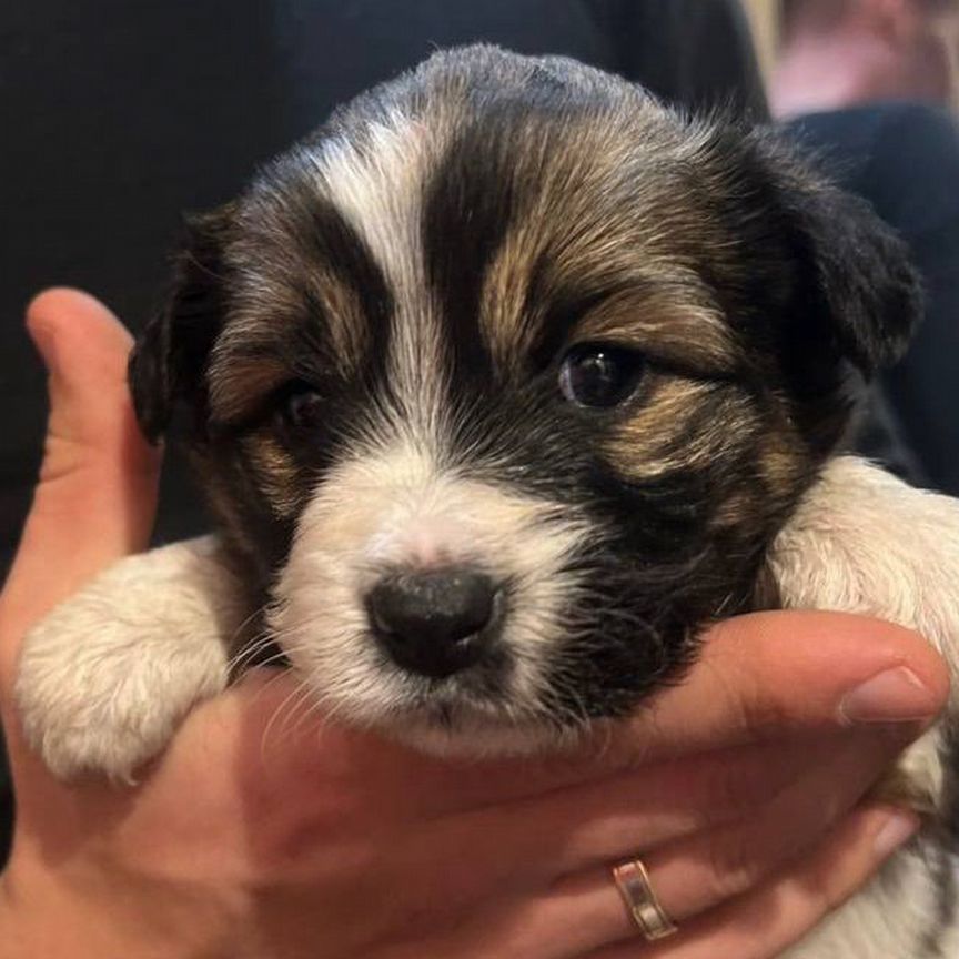 Щенок в добрые руки