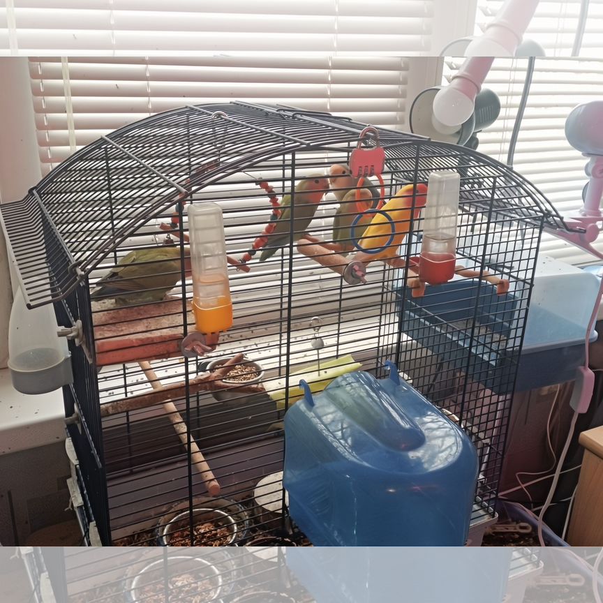 Клетка - кто купит 2 неразлучника