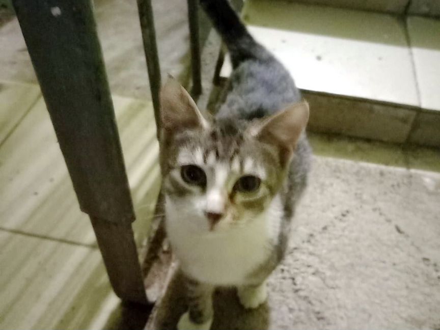 Милый котенок из парадной ищет дом