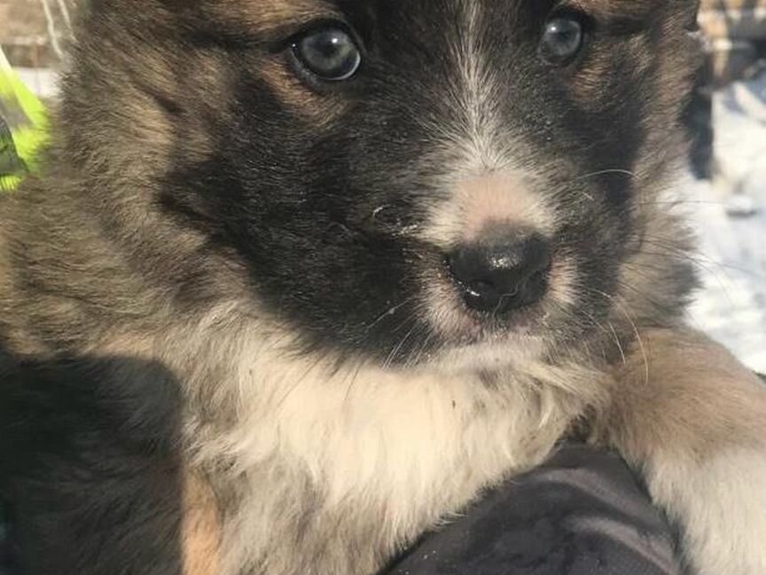 Щенок, 1,5 мес