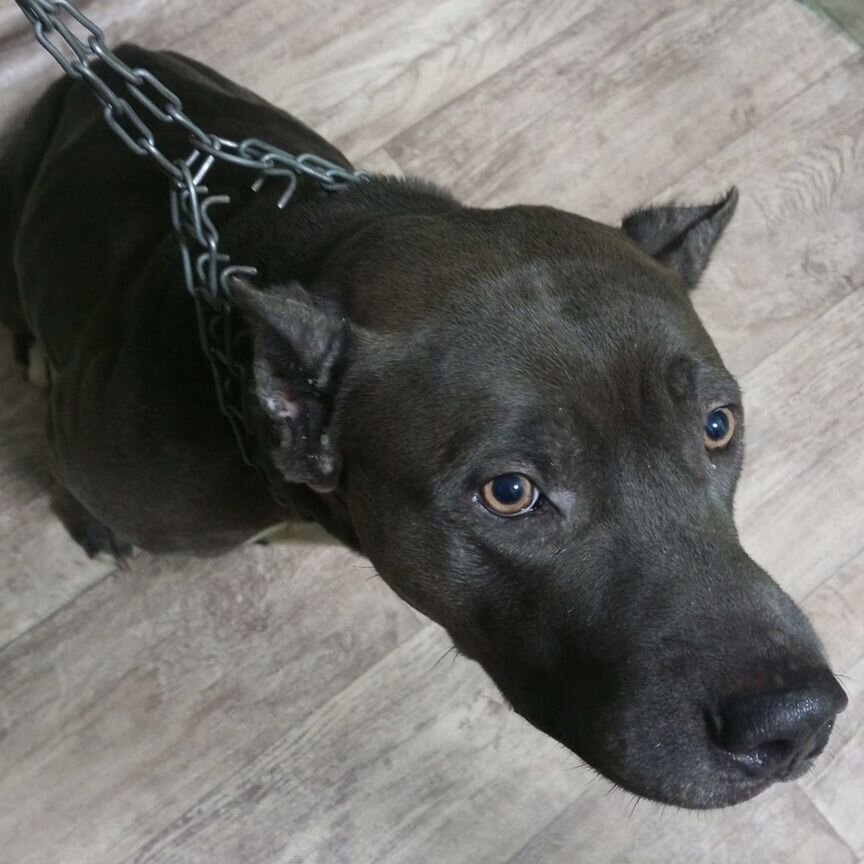 Стаффордширский бультерьер, взрослая собака