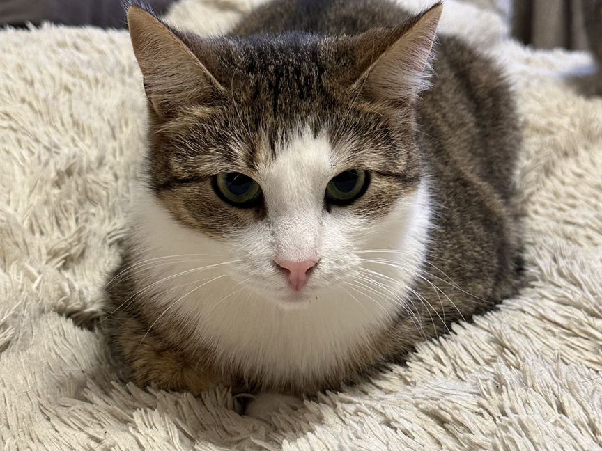Кошка Лиля