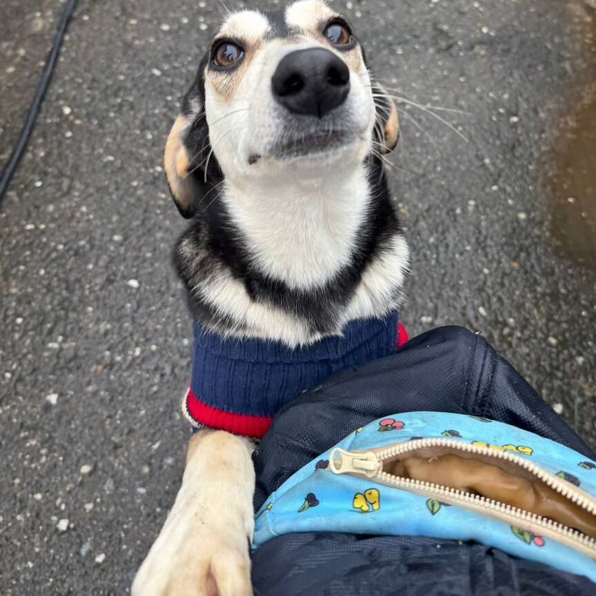 Щенок в добрые руки