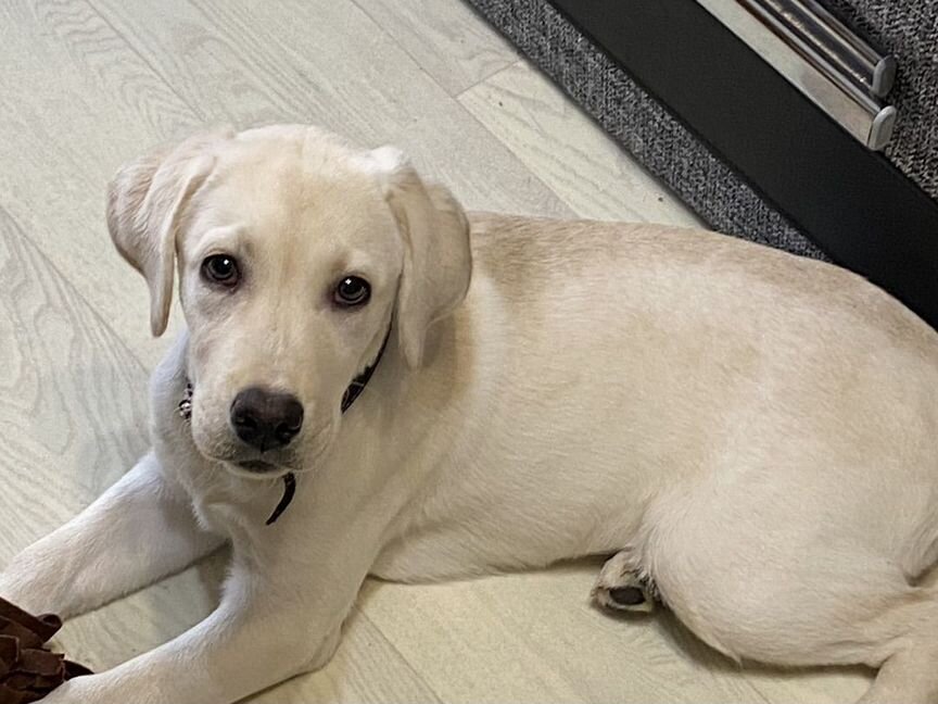 Щенок лабрадор 3м