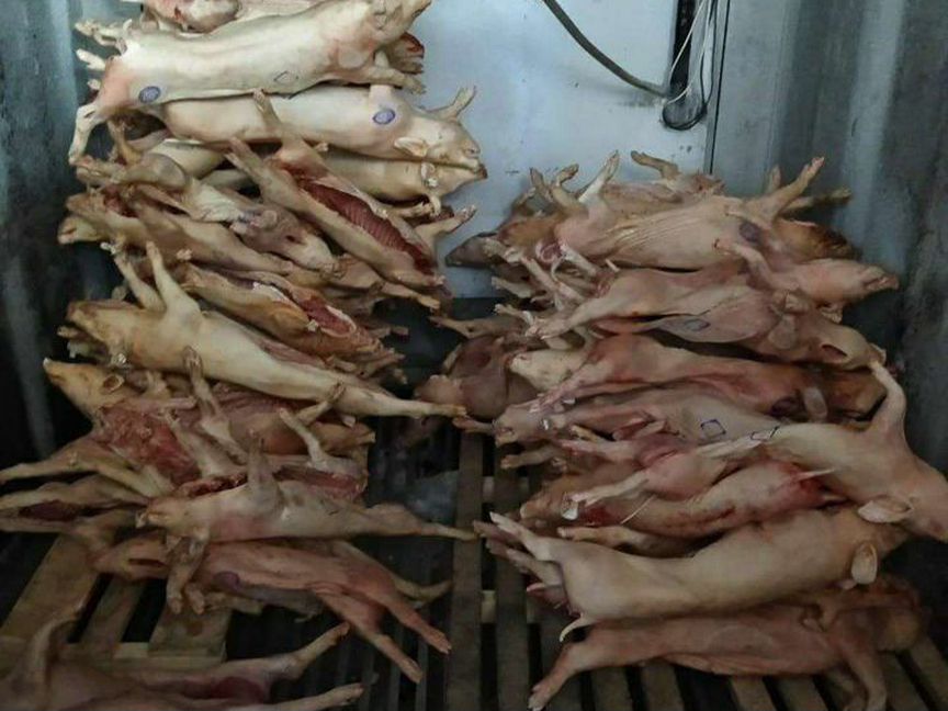 Поросята нестандарт в пищу животным