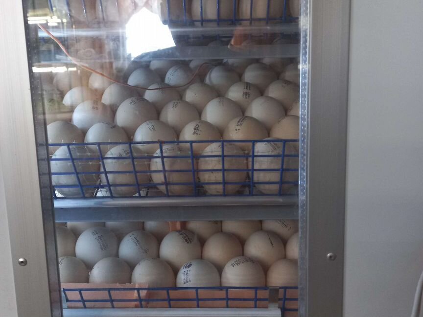 Цыплята бройлеров