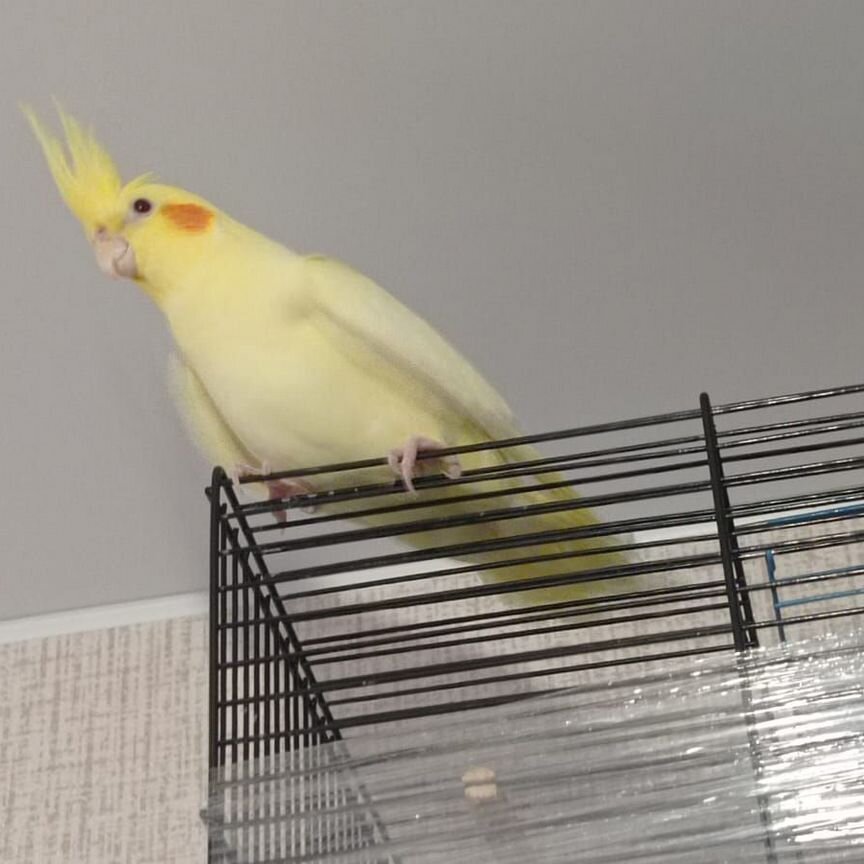 Попугай корелла