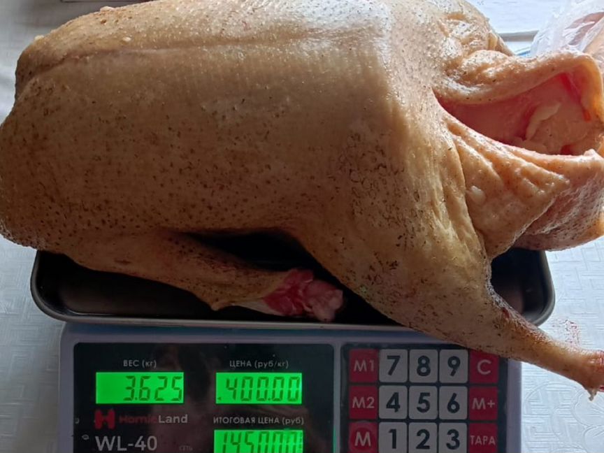 Гусь домашняя мясо