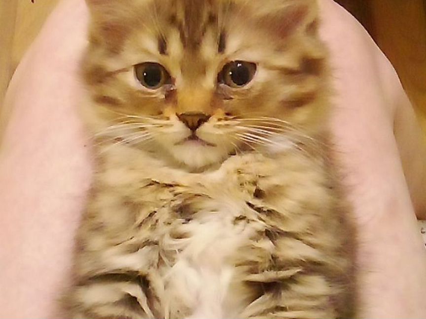 Три кота и кошечка