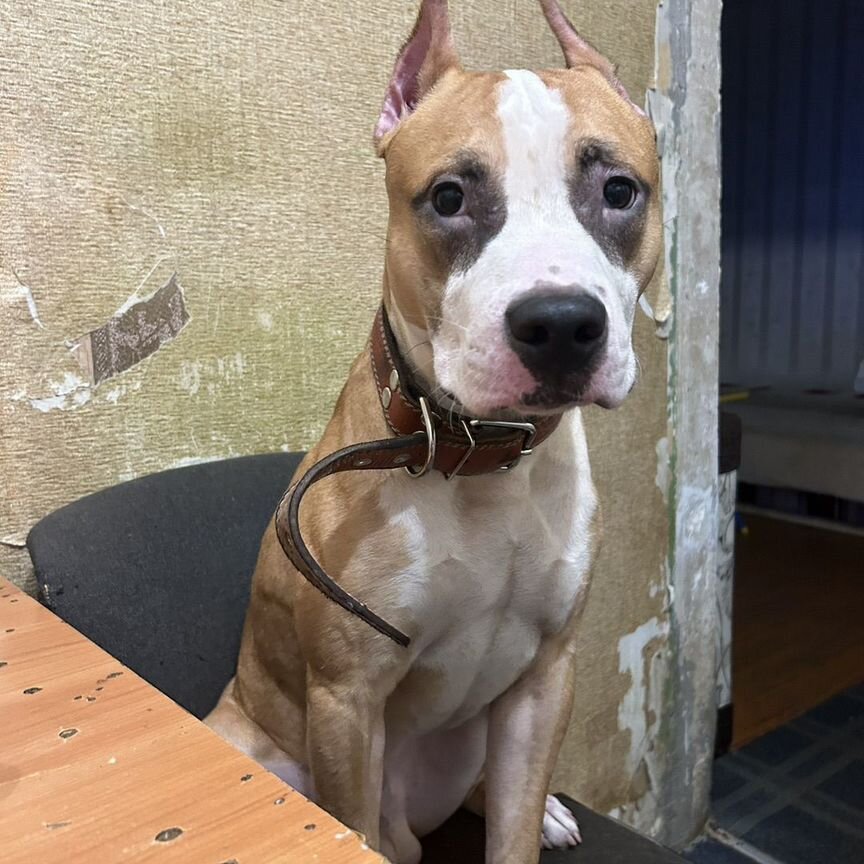 Стаффордширский терьер