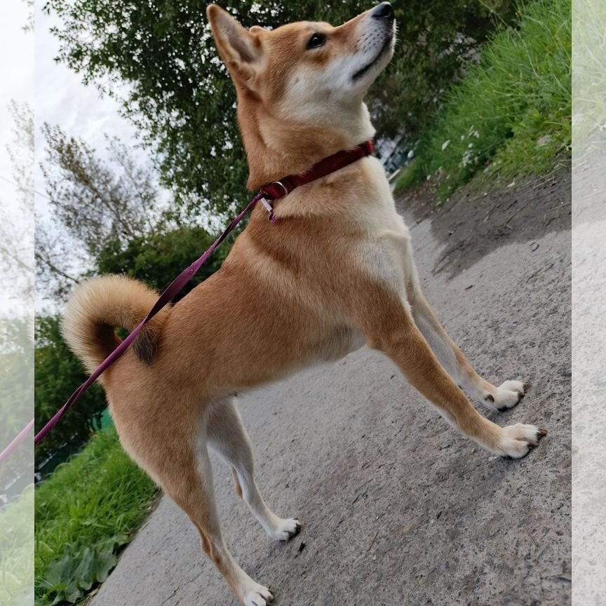 Сиба-ину, взрослая собака