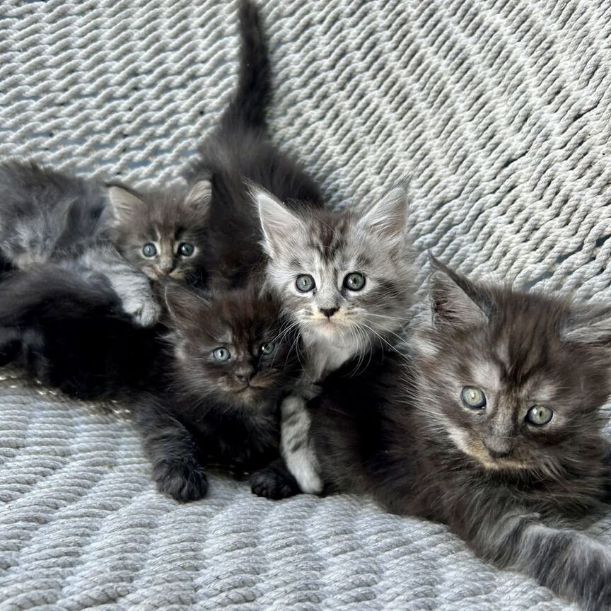 Котята мейн-кун