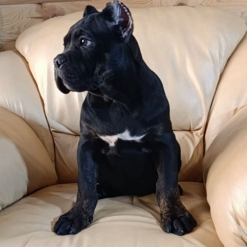 Кане-корсо, щенок