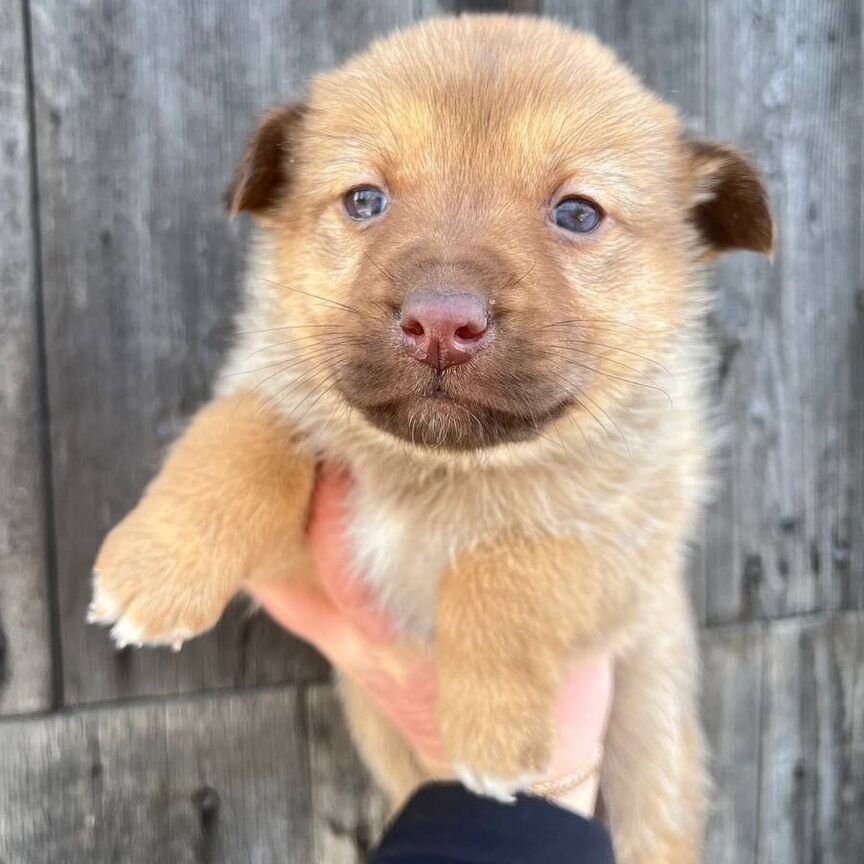 Щенок в добрые руки