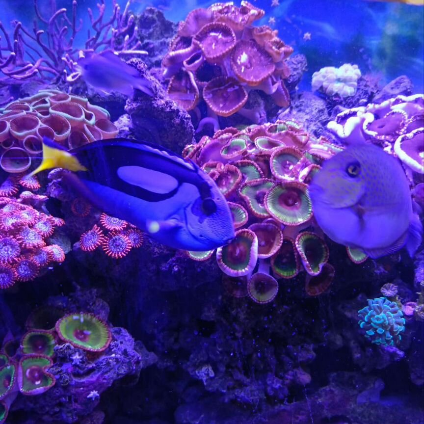 Продам 2х хирургов Фламинго, Хипатус